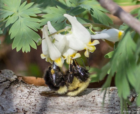 Dutchman’s Breeches and Squirrel Corn | The Natural Web