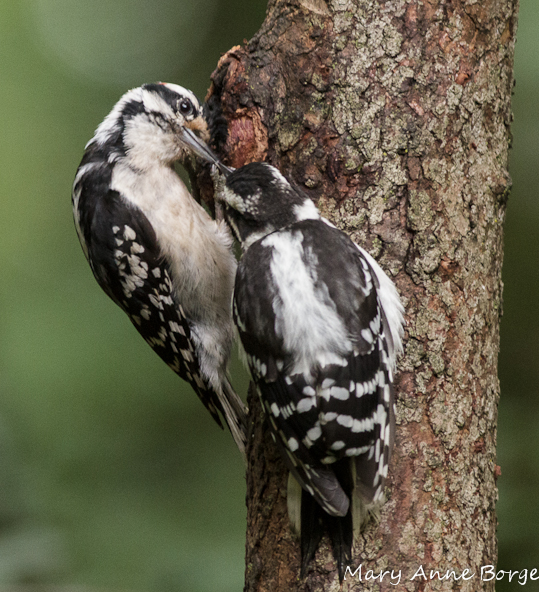 Juvenile Downy Woodpeckers Learn to Forage for Food | The Natural Web