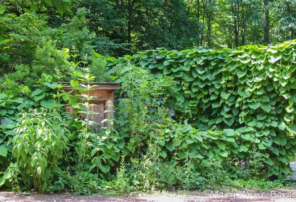 Pipevine Swallowtail Butterflies and Their Host, Dutchman’s Pipevine ...