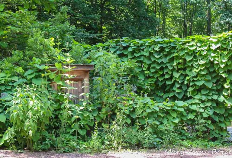 Pipevine Swallowtail Butterflies and Their Host, Dutchman’s Pipevine ...