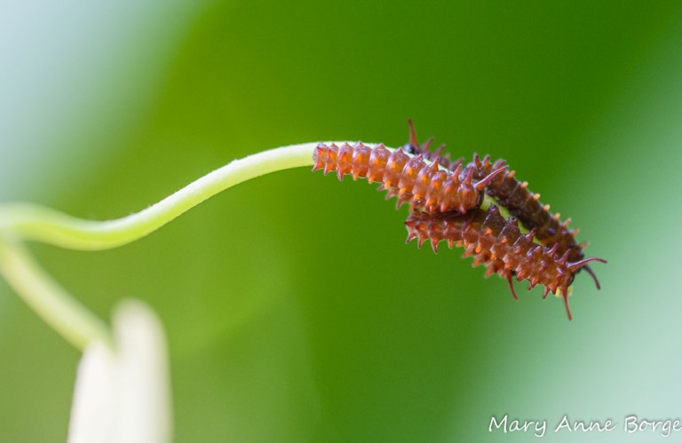 Pipevine Swallowtail Butterflies and Their Host, Dutchman’s Pipevine ...