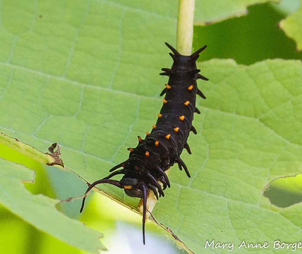 Pipevine Swallowtail Butterflies and Their Host, Dutchman’s Pipevine ...
