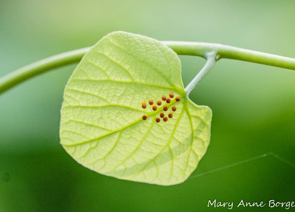 Pipevine Swallowtail Butterflies and Their Host, Dutchman’s Pipevine ...