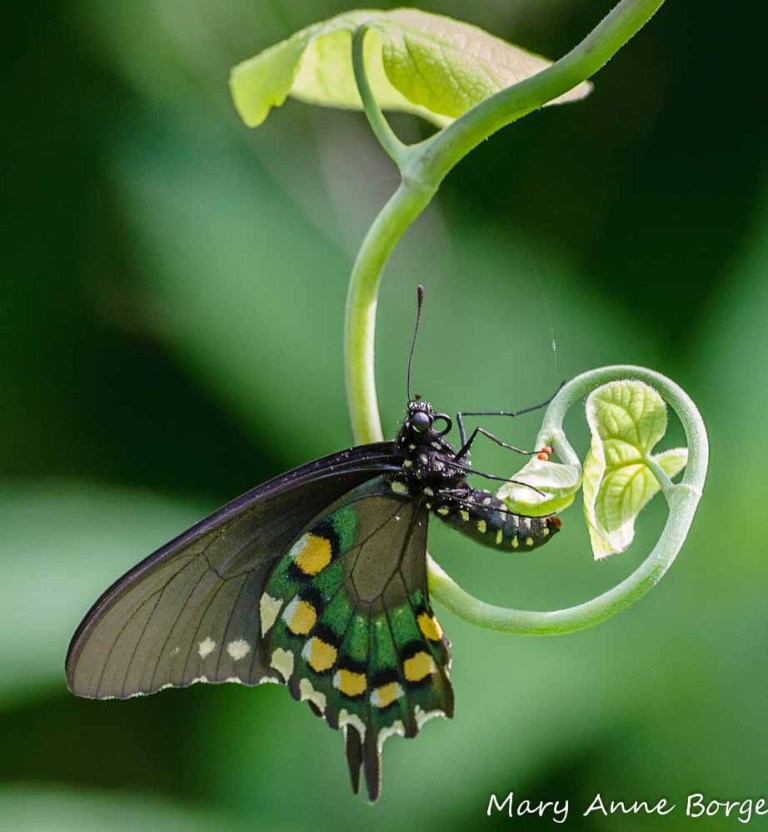 Pipevine Swallowtail Butterflies and Their Host, Dutchman’s Pipevine ...