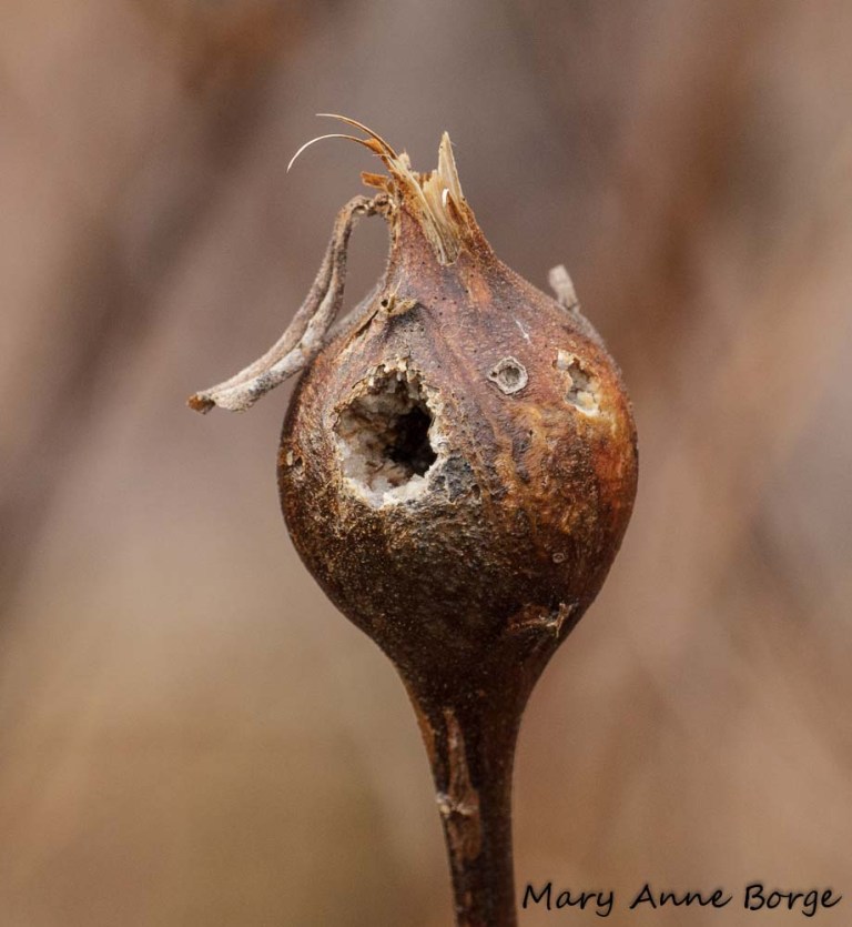 Lumpy Bracket (Trametes gibbosa) | The Natural Web