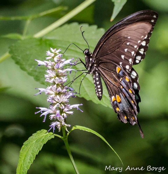 A Butterfly Garden that Embraces the Shade | The Natural Web