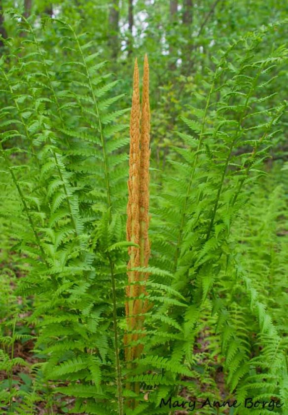 Ruby-throated Hummingbirds are Back! | The Natural Web