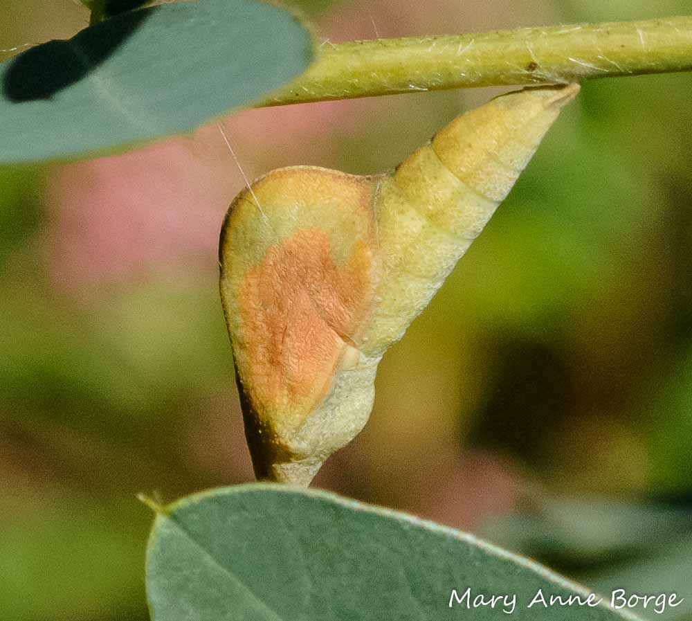 Sleepy Orange Butterflies Overwintering in Pennsylvania | The Natural Web