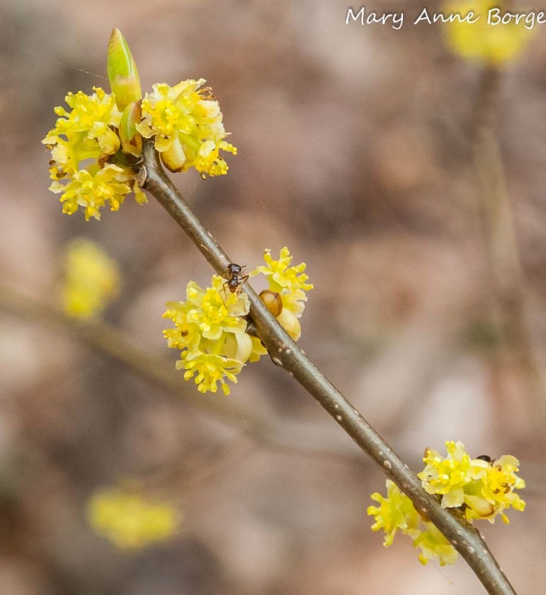 Spicebush | The Natural Web