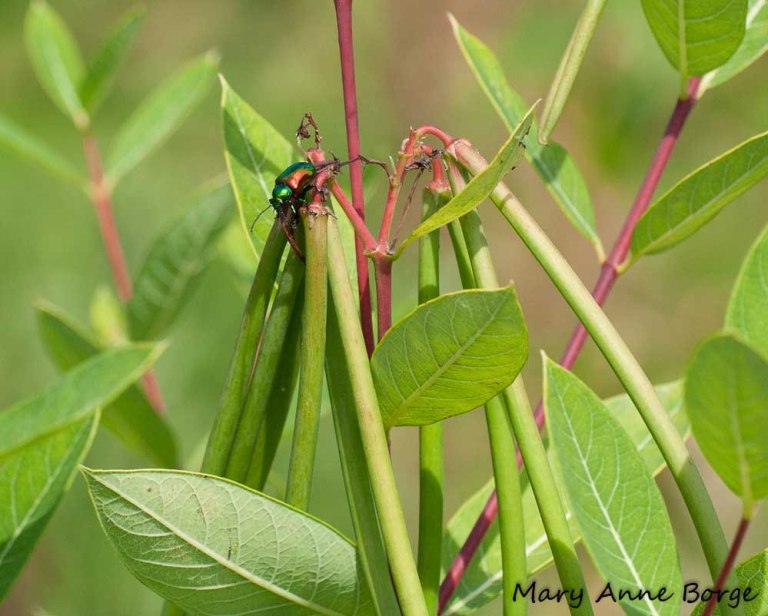 What Good is Dogbane? | The Natural Web