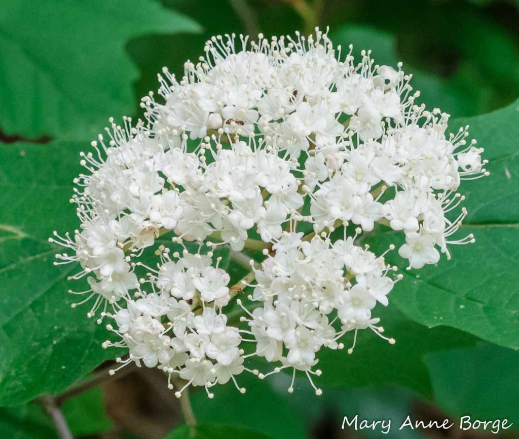 Maple-leaf Viburnum | The Natural Web