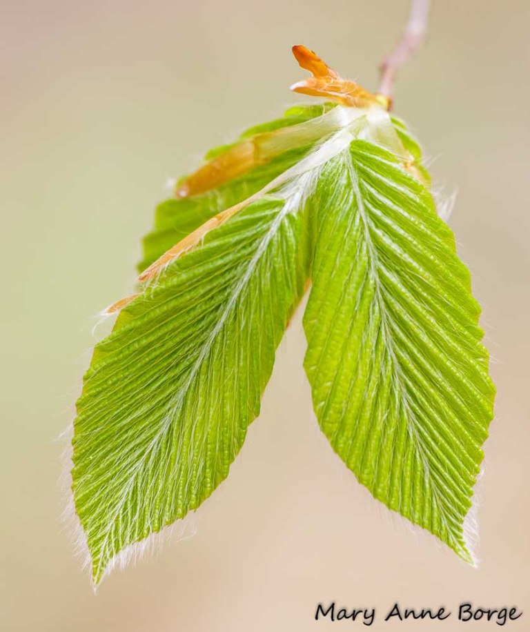 American Beech | The Natural Web
