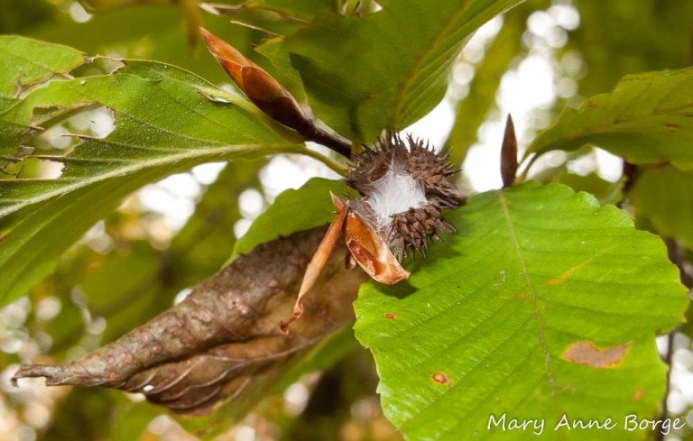 American Beech | The Natural Web