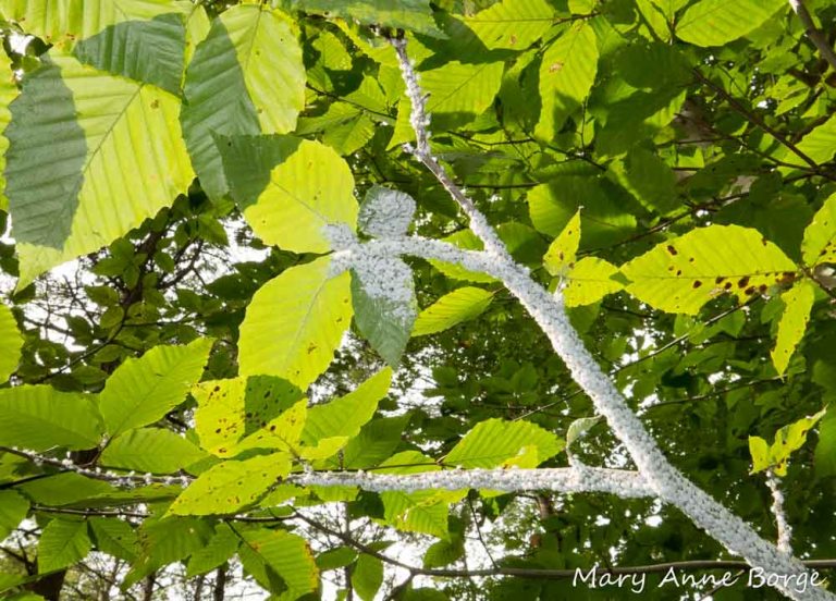 American Beech | The Natural Web
