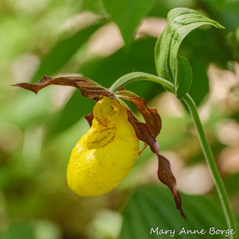 Yellow Lady’s Slipper – Like Winning the Lottery | The Natural Web