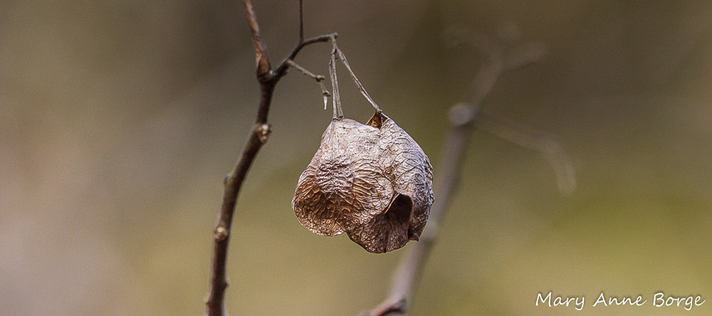 What Winter Reveals: Hoptrees | The Natural Web