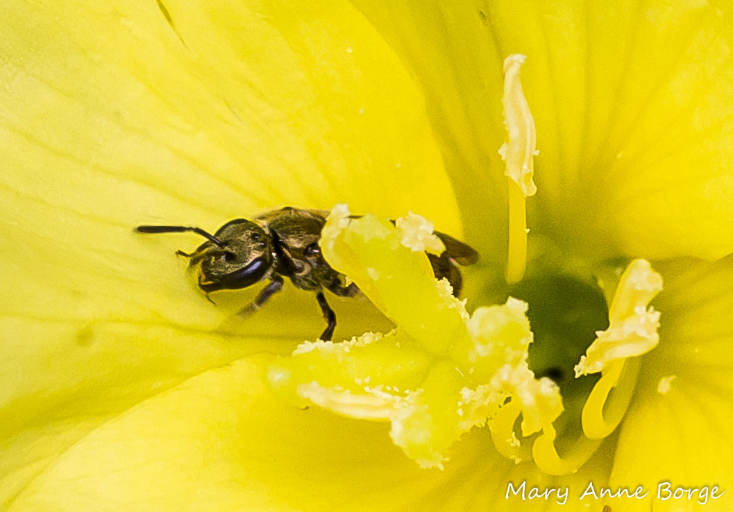 Oenothera biennis | The Natural Web