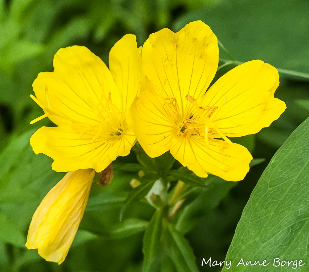 Evening Primrose | The Natural Web