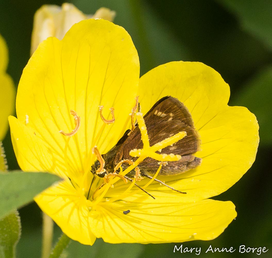 Evening Primrose | The Natural Web
