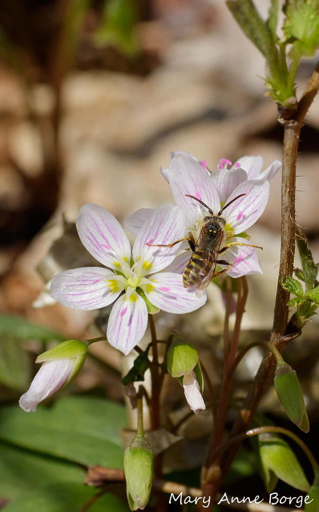 A Tale of Two Spring Beauties | The Natural Web