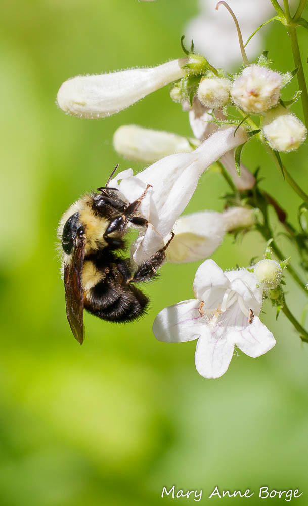 White Beardtongue for Pollinators | The Natural Web