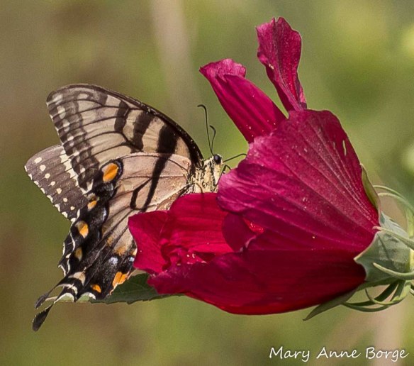 Swamp Rose Mallow – for Bees, Butterflies, Beetles, Birds and Beauty ...