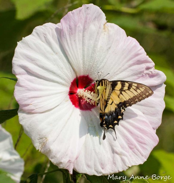 Swamp Rose Mallow – for Bees, Butterflies, Beetles, Birds and Beauty ...