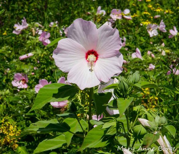Swamp Rose Mallow – for Bees, Butterflies, Beetles, Birds and Beauty ...