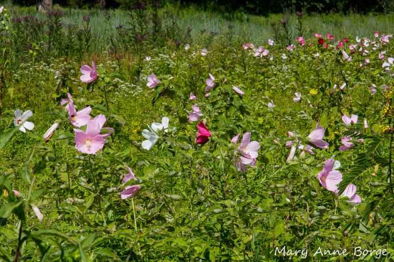 Swamp Rose Mallow – for Bees, Butterflies, Beetles, Birds and Beauty ...