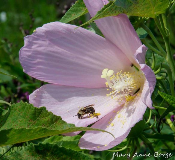 Swamp Rose Mallow – for Bees, Butterflies, Beetles, Birds and Beauty ...