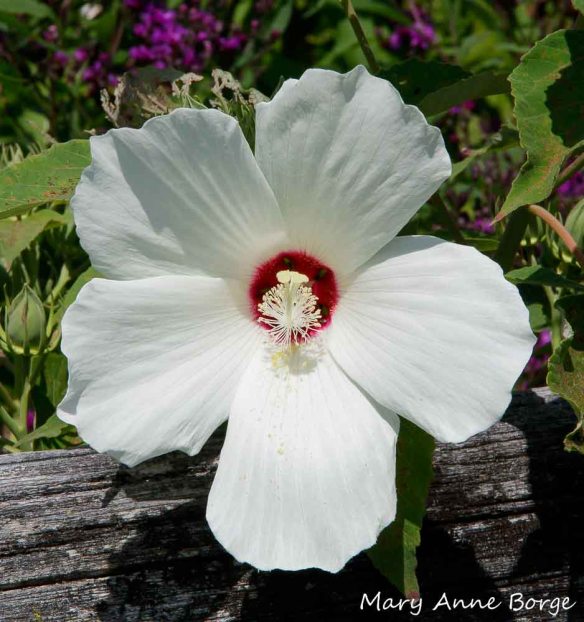 Swamp Rose Mallow – for Bees, Butterflies, Beetles, Birds and Beauty ...
