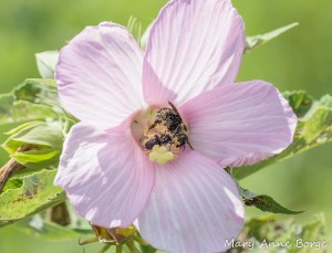 Swamp Rose Mallow – for Bees, Butterflies, Beetles, Birds and Beauty ...