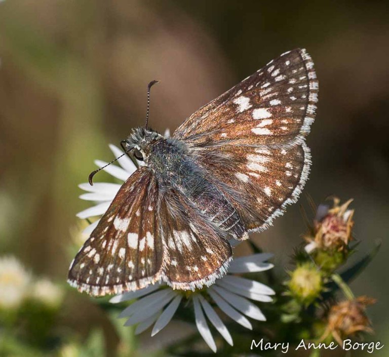 Swamp Rose Mallow – for Bees, Butterflies, Beetles, Birds and Beauty ...