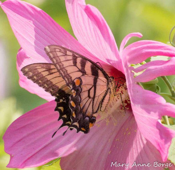 Swamp Rose Mallow – for Bees, Butterflies, Beetles, Birds and Beauty ...
