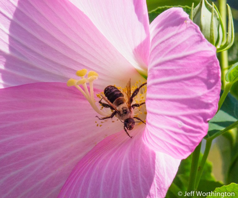 Swamp Rose Mallow – for Bees, Butterflies, Beetles, Birds and Beauty ...