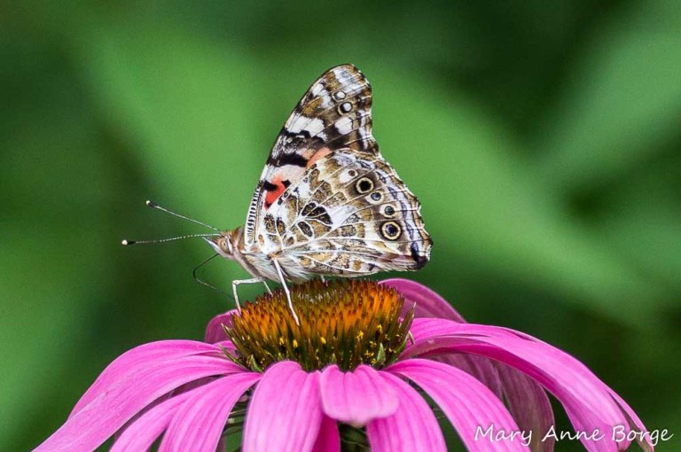Swamp Rose Mallow – for Bees, Butterflies, Beetles, Birds and Beauty ...