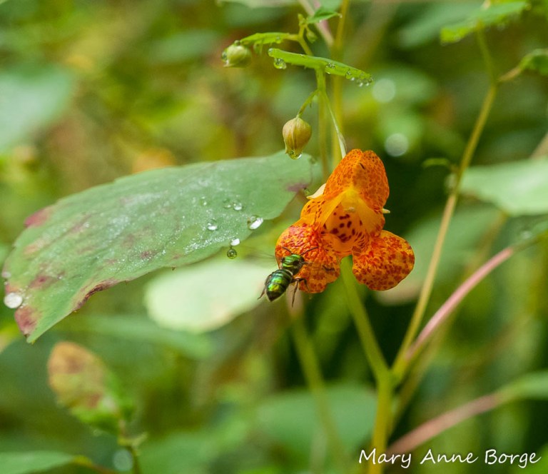 Jewelweed Has a Back-up Plan | The Natural Web