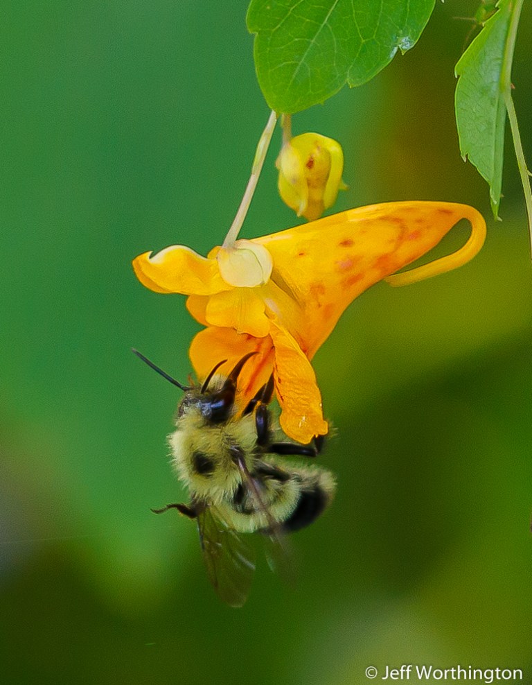 Jewelweed Has a Back-up Plan | The Natural Web