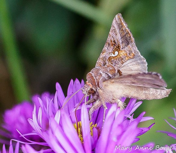 A Tantalizing Promise – Cranefly Orchid | The Natural Web