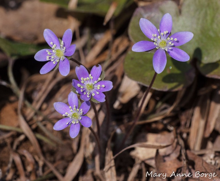 Round-lobed Hepatica | The Natural Web