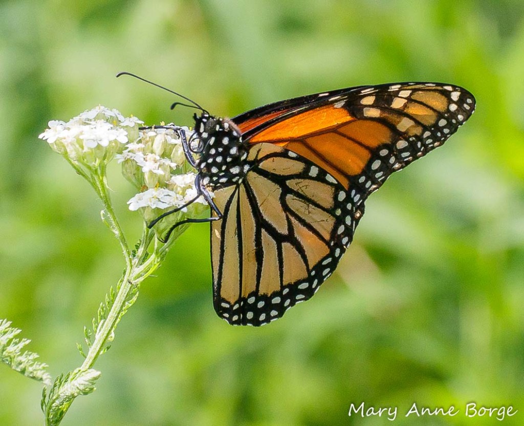 Rewards of a Butterfly Count | The Natural Web