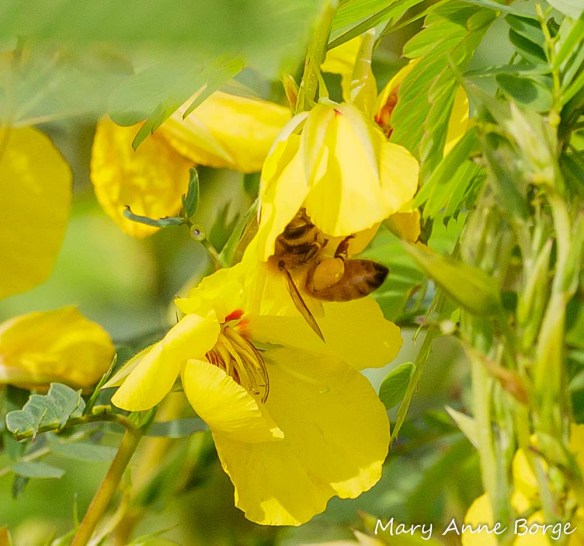 Partridge Pea Puzzles | The Natural Web