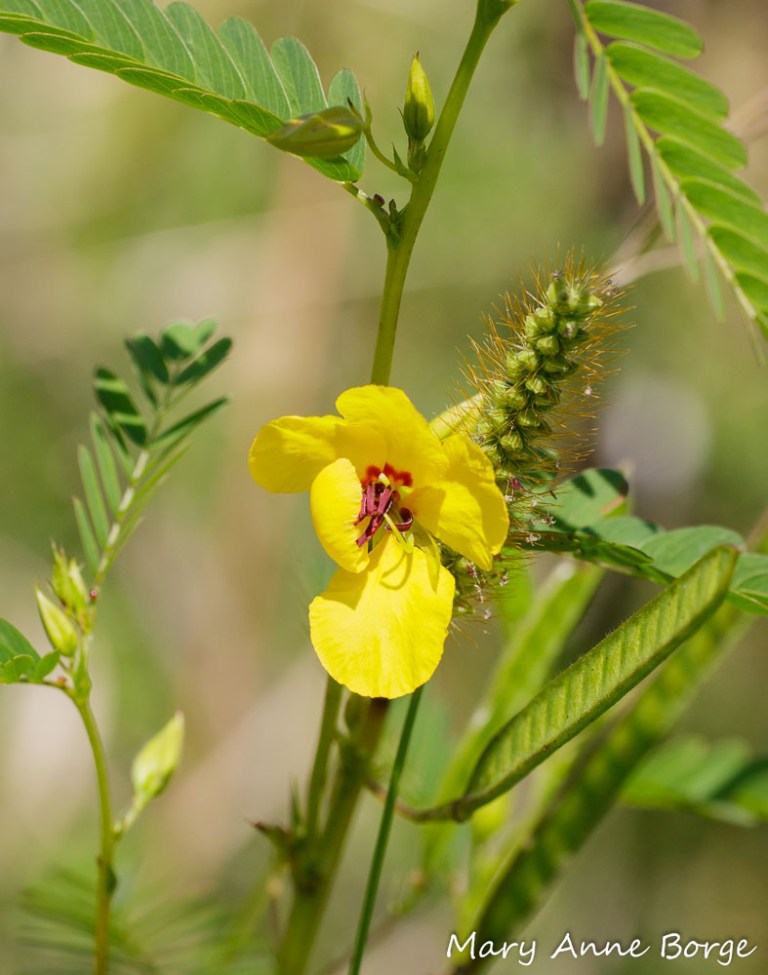 Partridge Pea Puzzles | The Natural Web