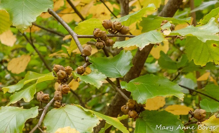Bewitching Witch-hazel | The Natural Web