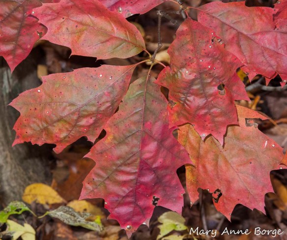 Oaks Have a Lot of Gall! | The Natural Web