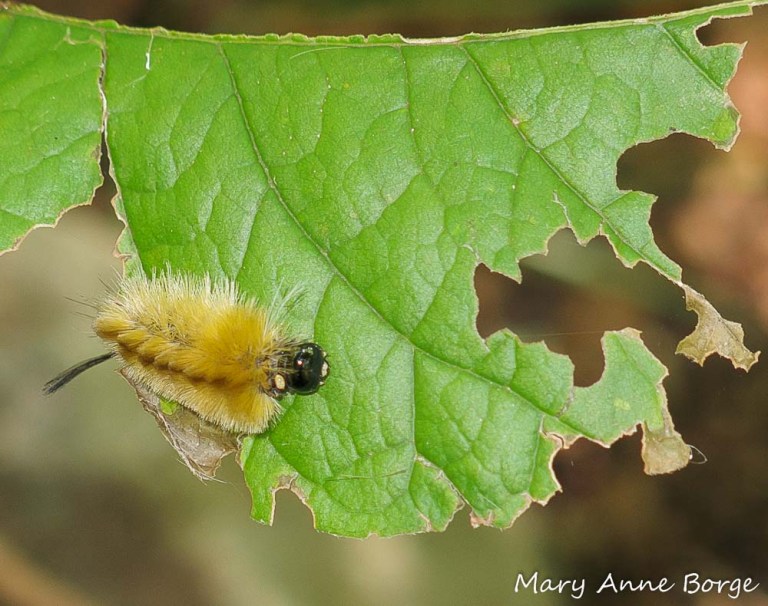 Hackberry, Butterflies and Birds | The Natural Web