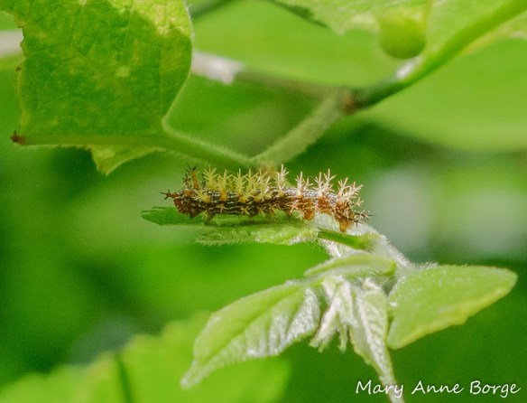 Question Mark | The Natural Web