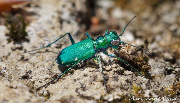 A Dazzling Green Beetle: Six-spotted Tiger Beetle | The Natural Web