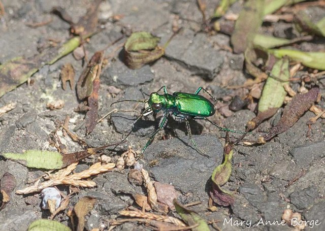 green clock ground beetle