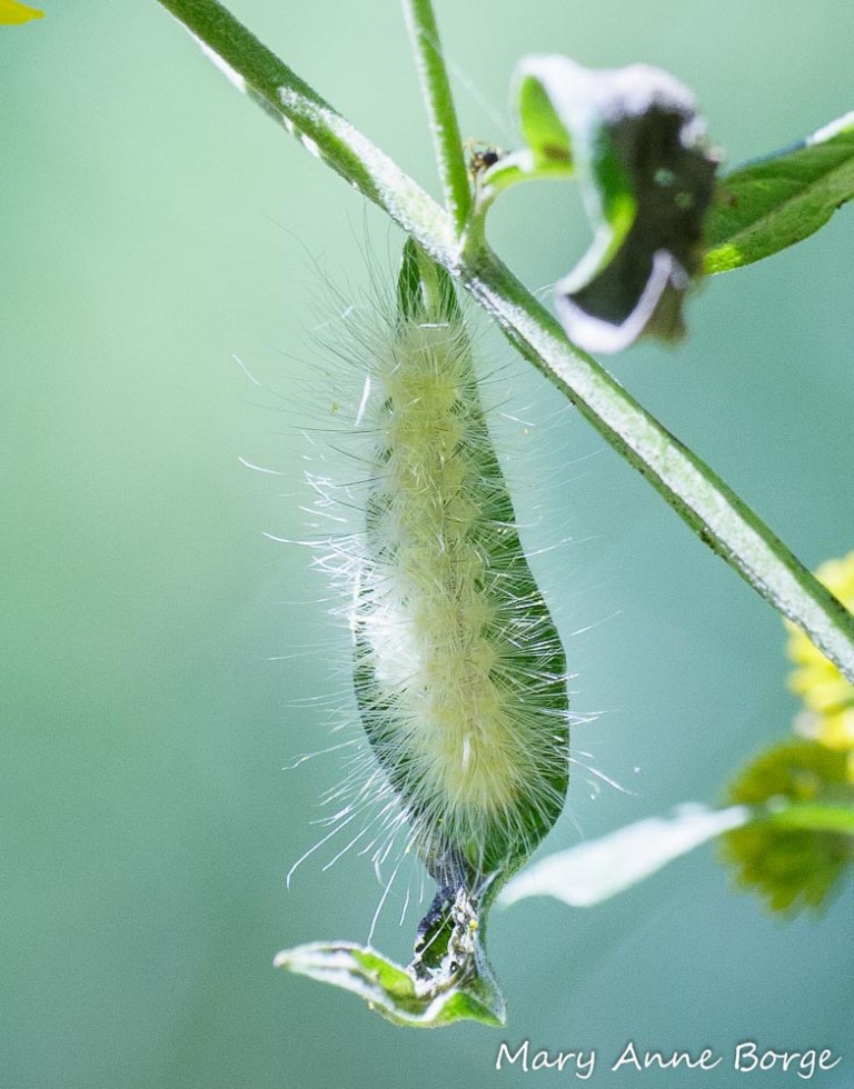 Wingstem | The Natural Web